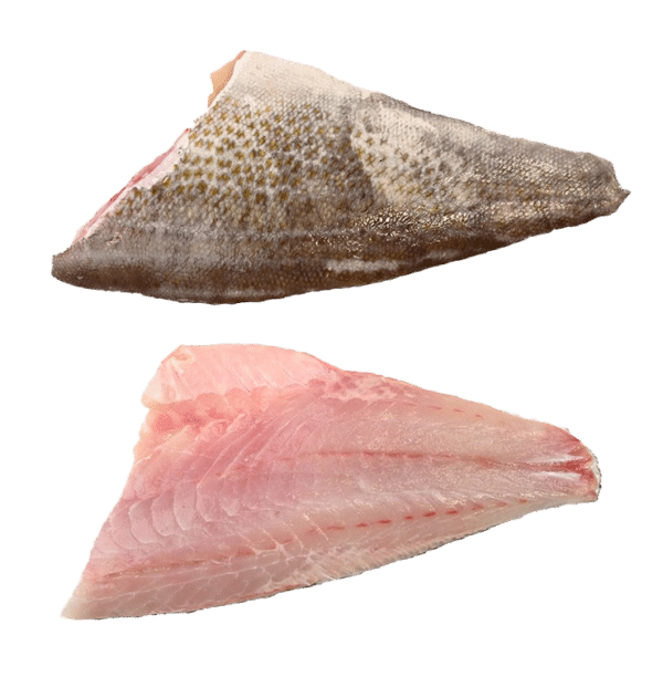 Gold Spotted Sand Bass - Superior Foods Company